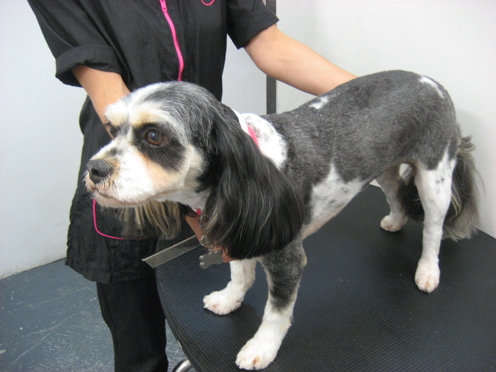 Worming - Rose Bay Vet Hospital