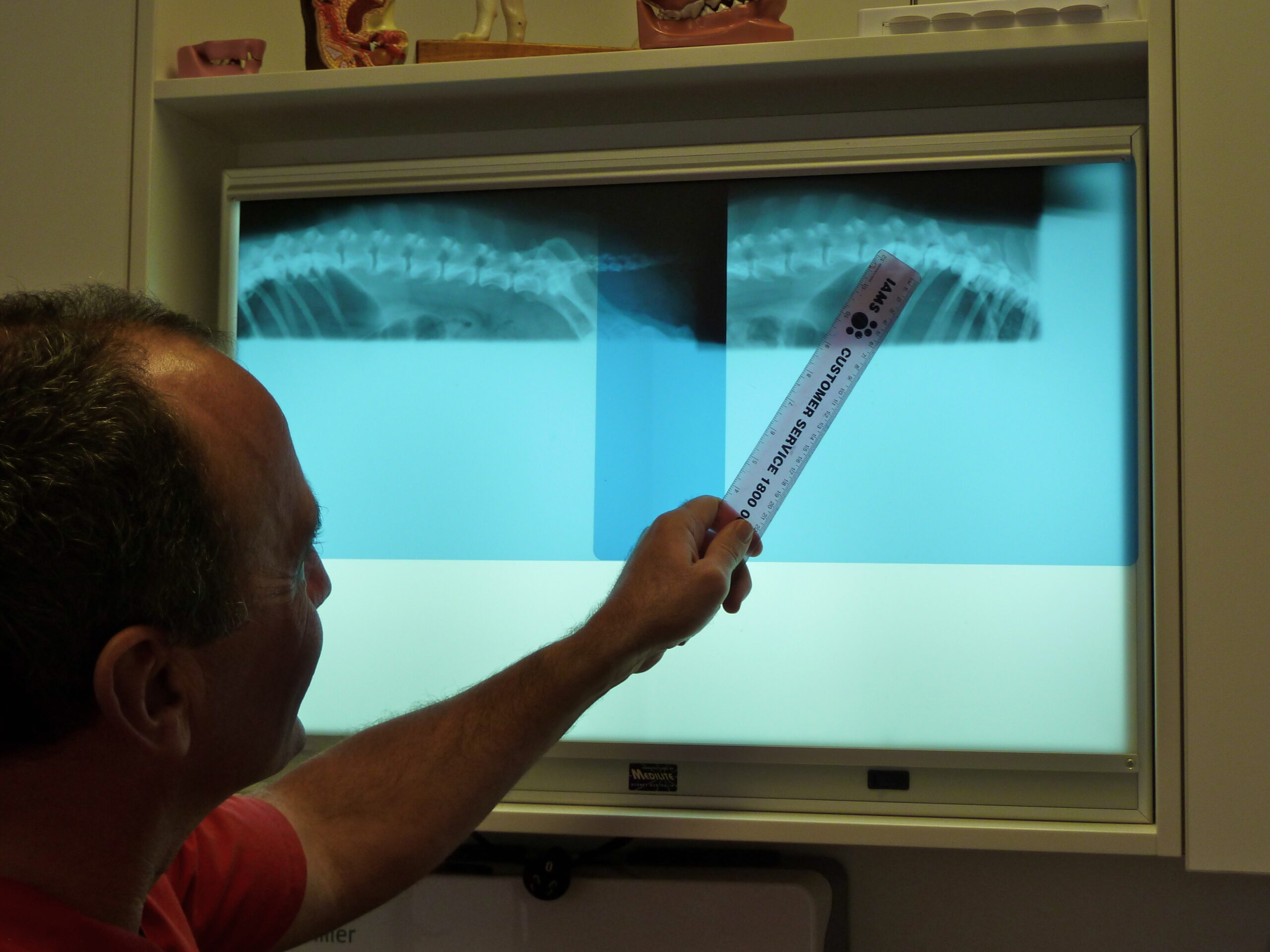 Imaging - Rose Bay Vet Hospital